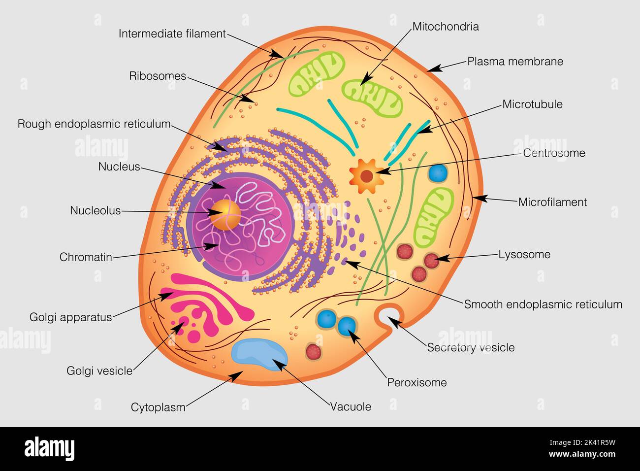 The graphic shows the elements of a human cell with their names on a ...