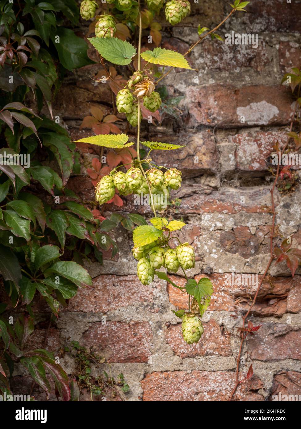 Hops growing over a garden wall in a UK garden Stock Photo - Alamy