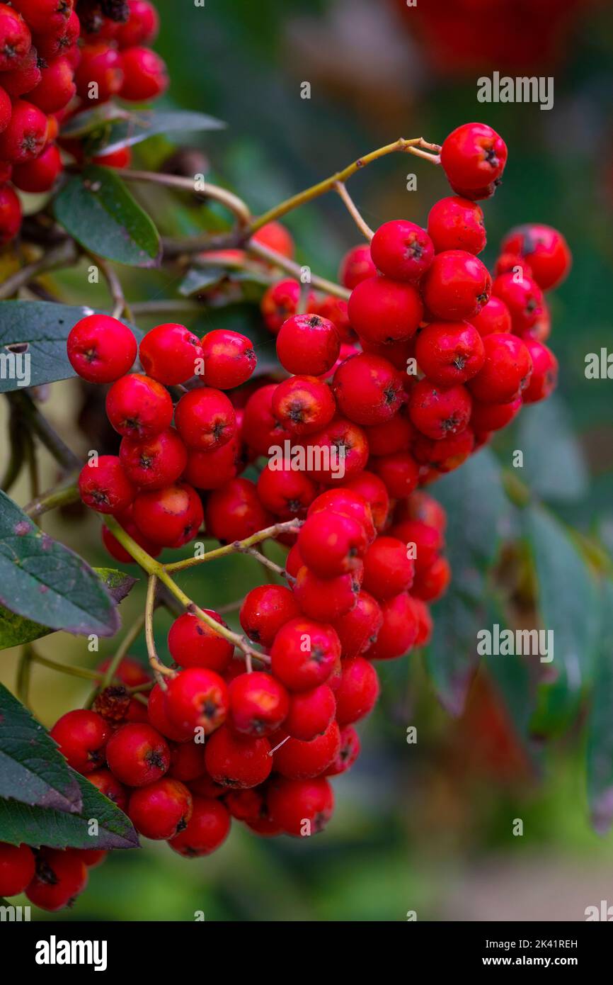 Sorbus aucuparia fruit Stock Photo - Alamy