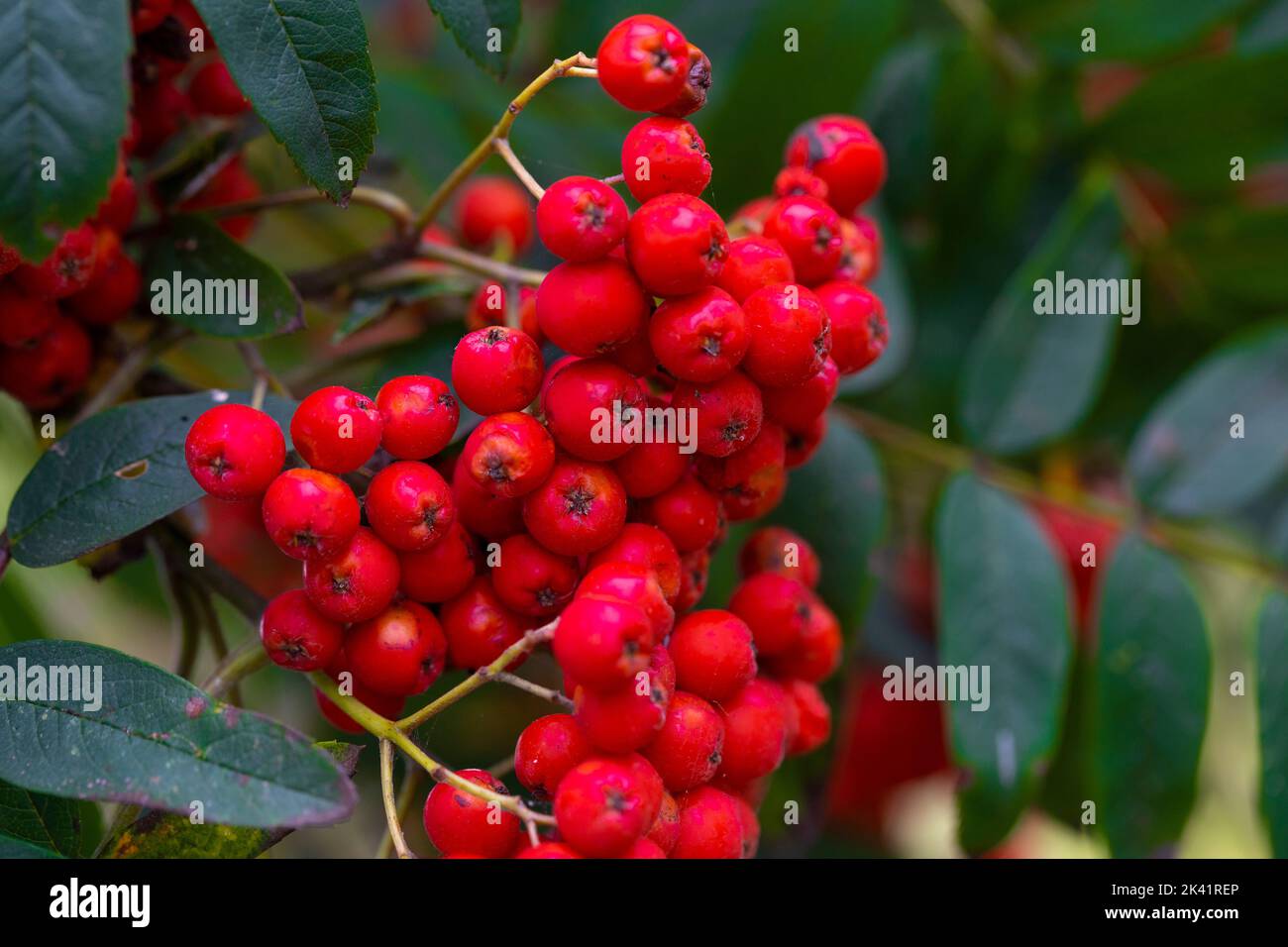 Sorbus aucuparia fruit Stock Photo - Alamy