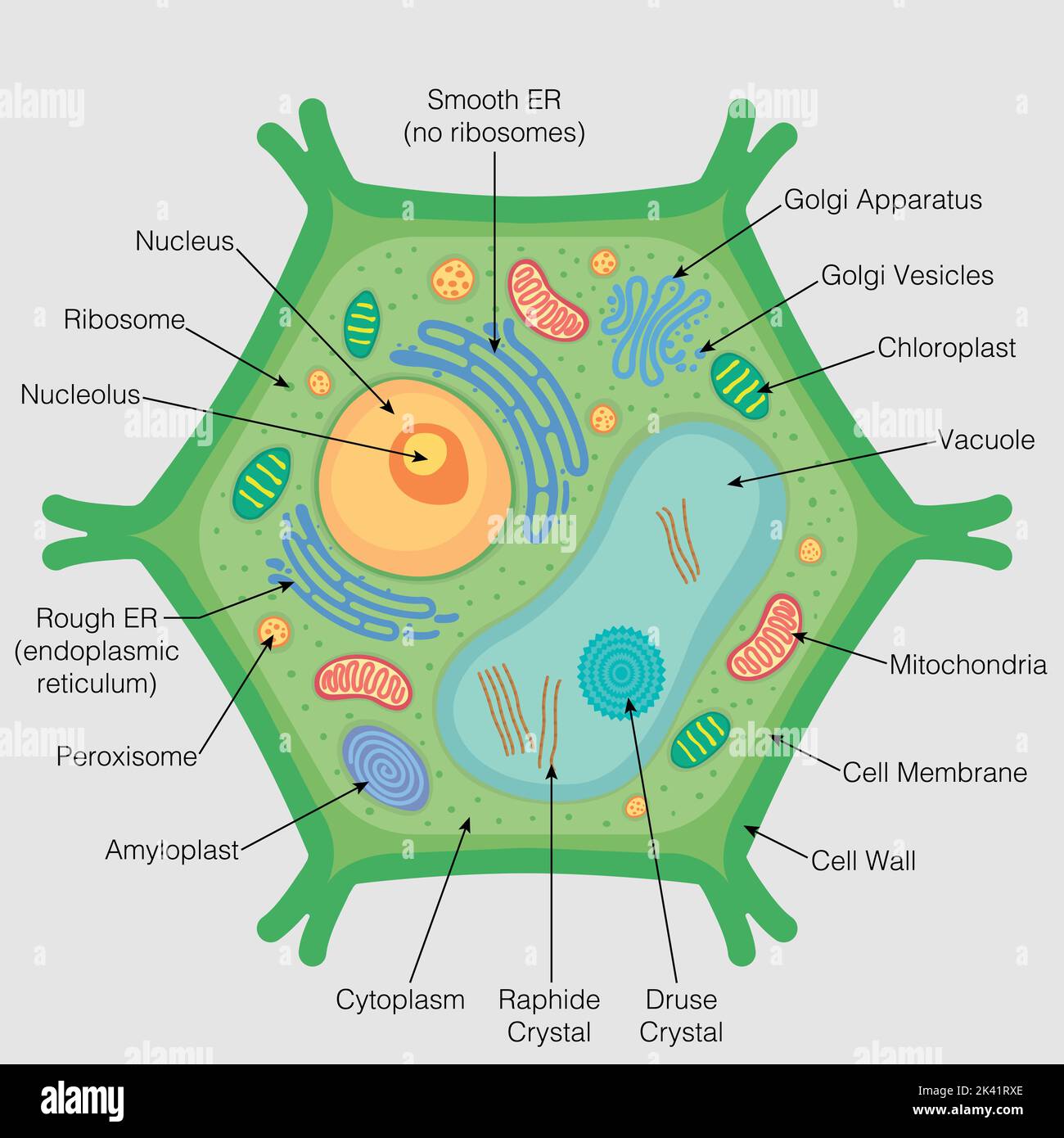 The graphic shows the parts of the plant cell with their names on a ...