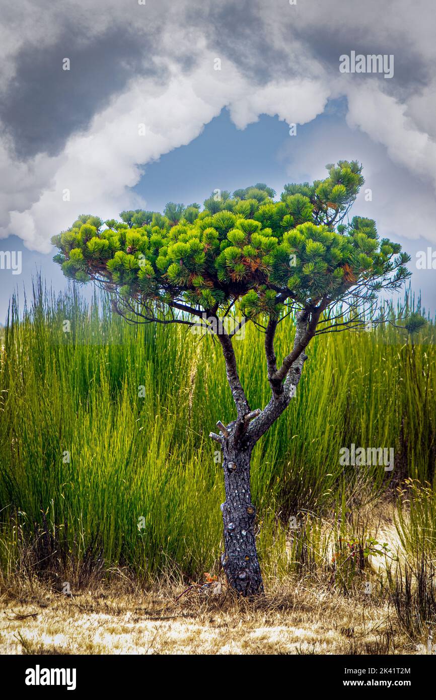 an isolated pine tree growing in the sand dunes on the beach Stock ...