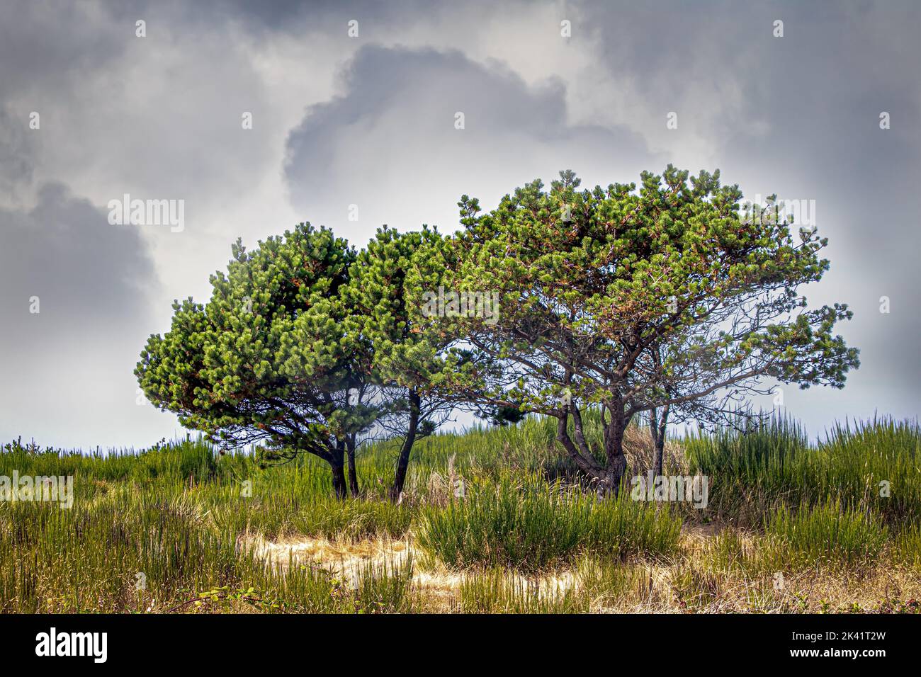 pine trees growing on a sand dune on the beach Stock Photo - Alamy