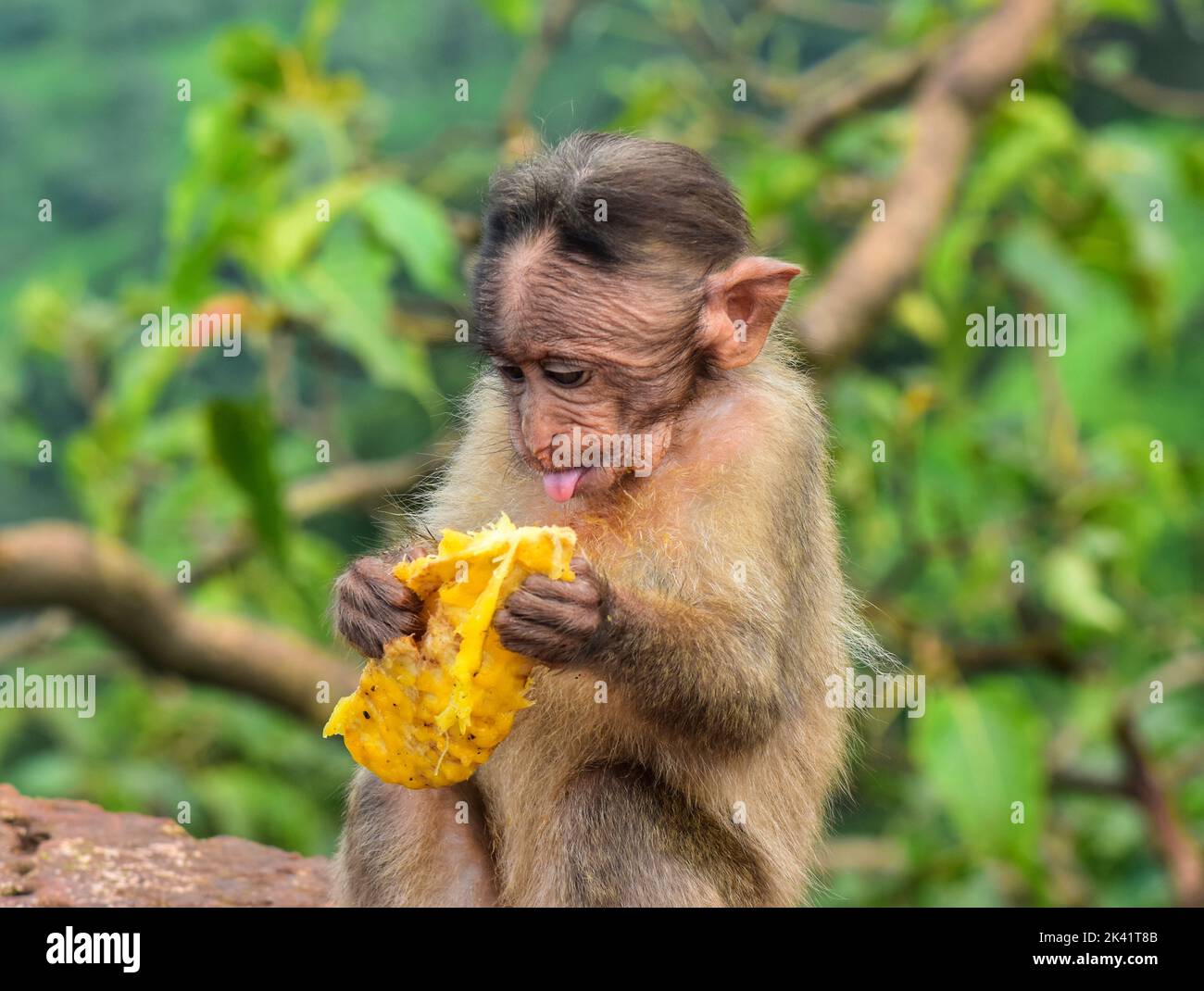 Cute monkey hi-res stock photography and images - Alamy
