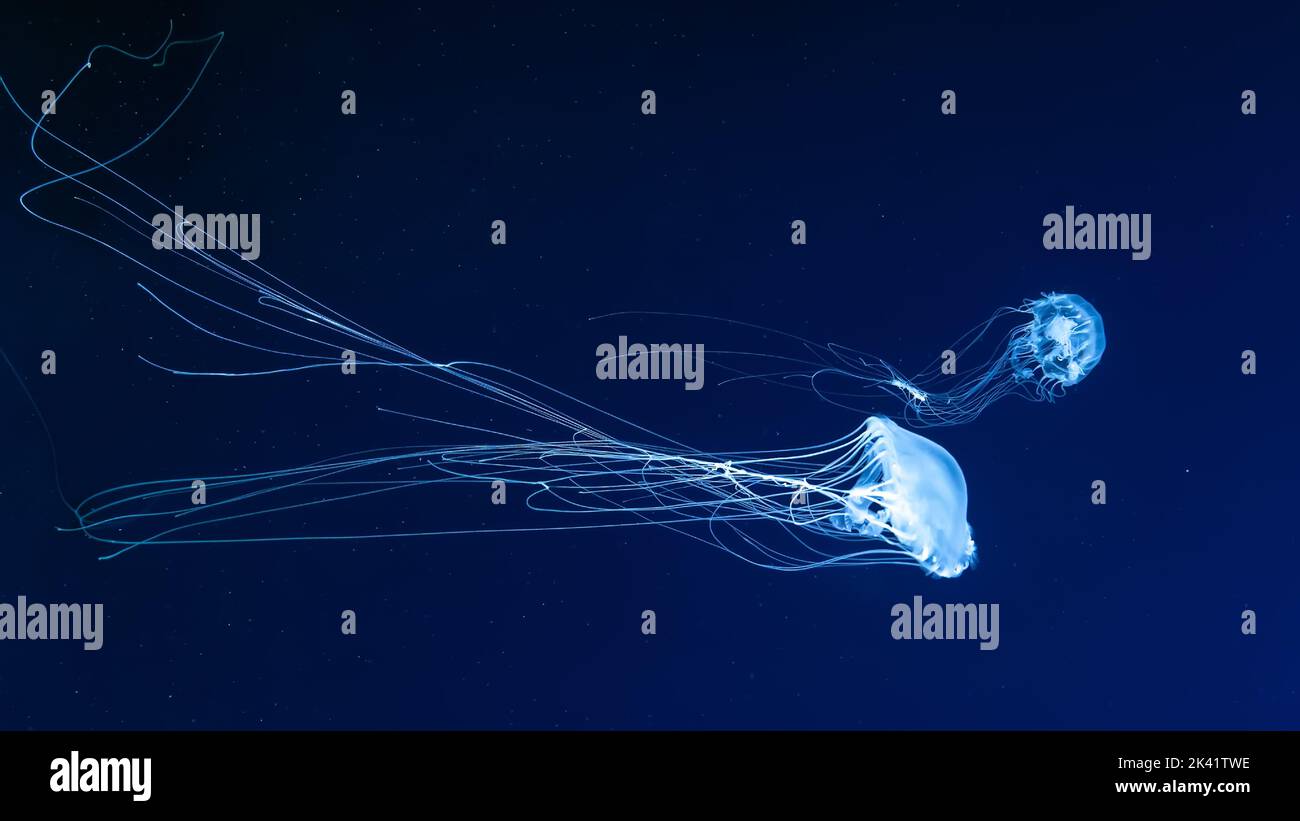 Fluorescent jellyfish swimming underwater aquarium pool. The Atlantic ...