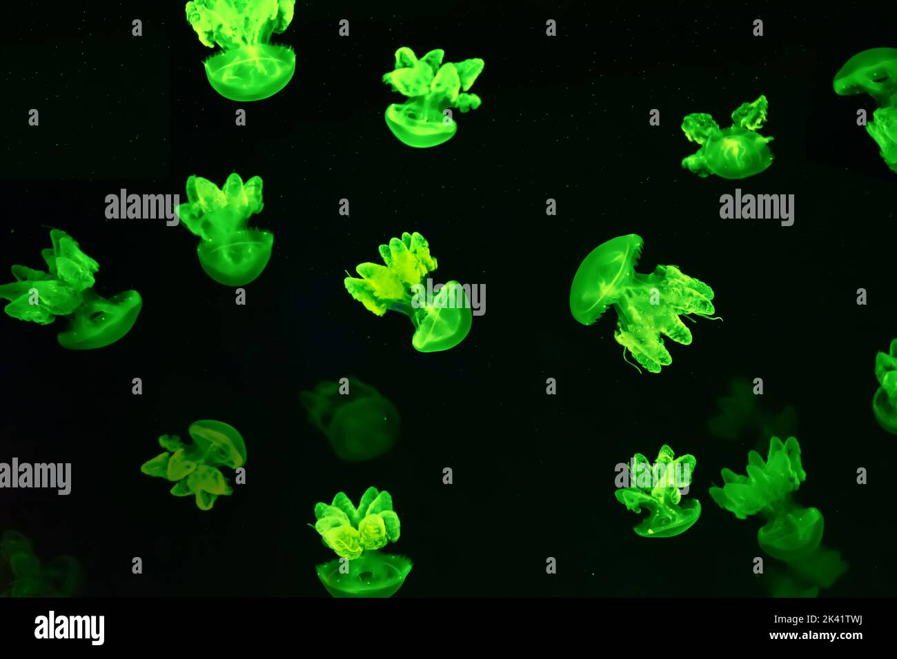 Group of fluorescent jellyfish swimming underwater aquarium pool. The ...