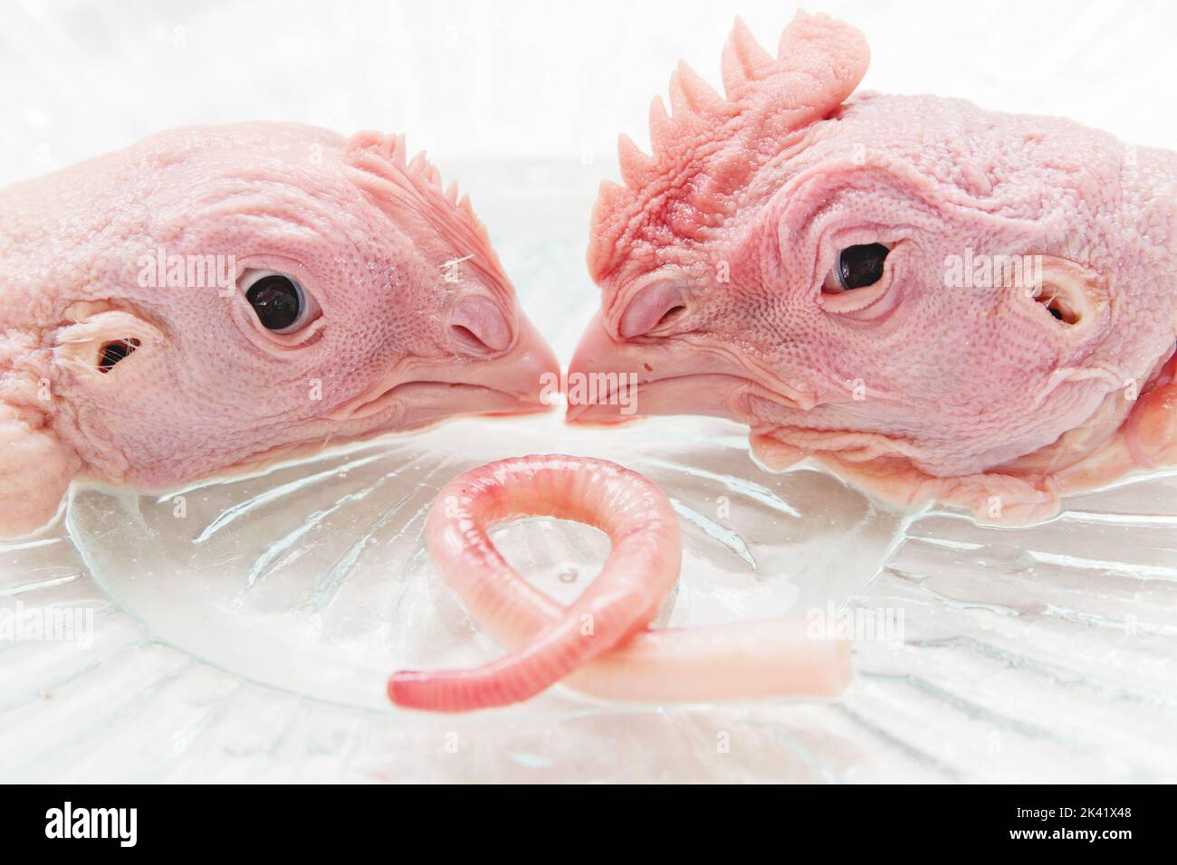 Still life with the pair of chicken heads Stock Photo - Alamy