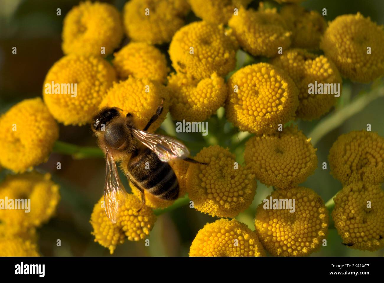 The bees collect pollen from the flowers of tansy Stock Photo - Alamy