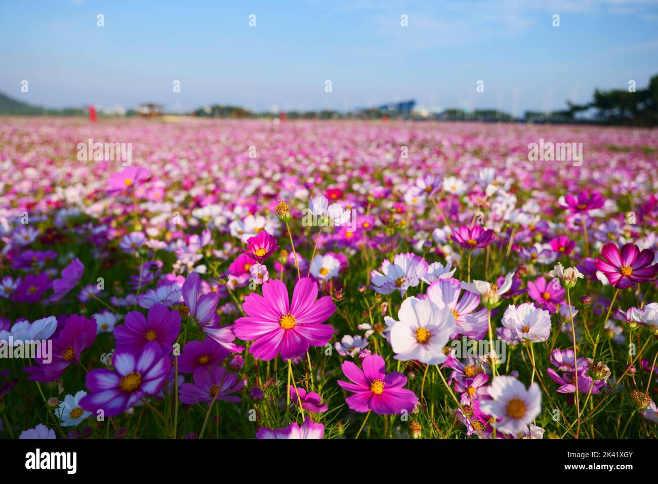 Cosmos flower field full of autumn scent Stock Photo - Alamy