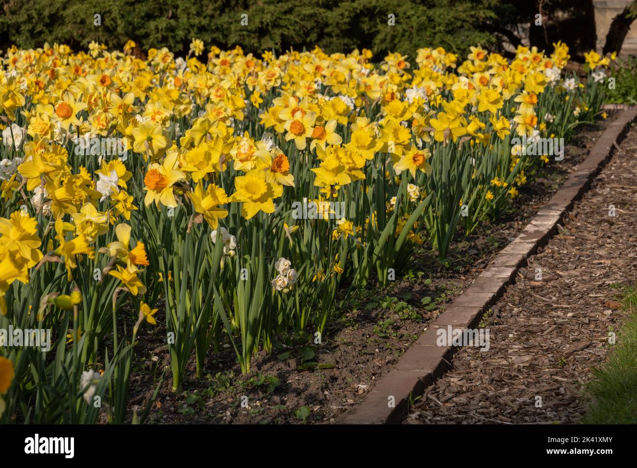 Garden field of Narcissus daffodil blooming flowers in spring ...