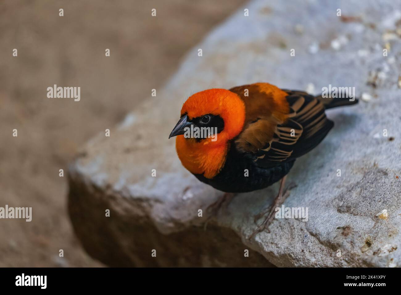 Orange Black Bird Car Logo
