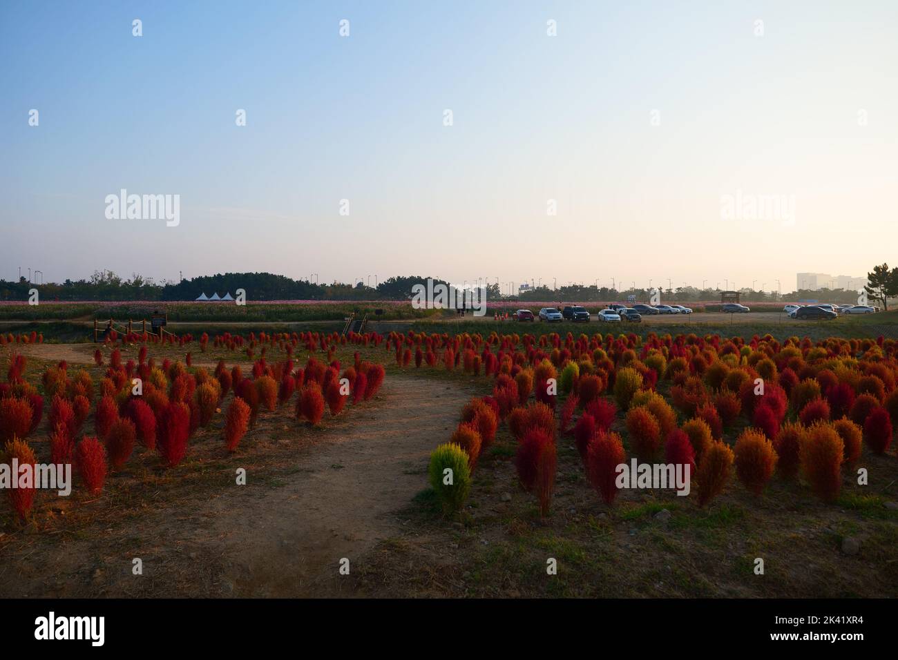 Kochia Bassia scoparia Stock Photo - Alamy