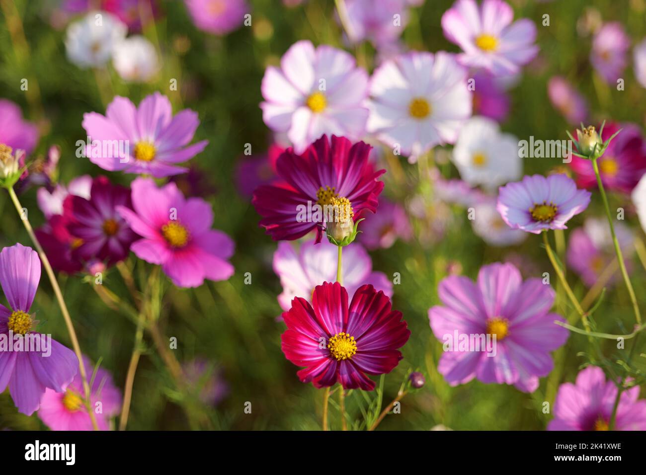Cosmos flower field full of autumn scent Stock Photo - Alamy