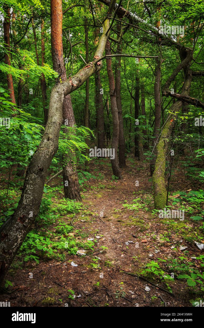 Lasek na kole hi-res stock photography and images - Alamy