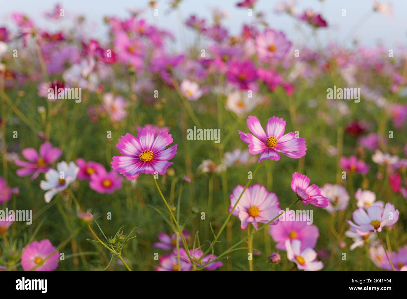 Cosmos flower field full of autumn scent Stock Photo - Alamy
