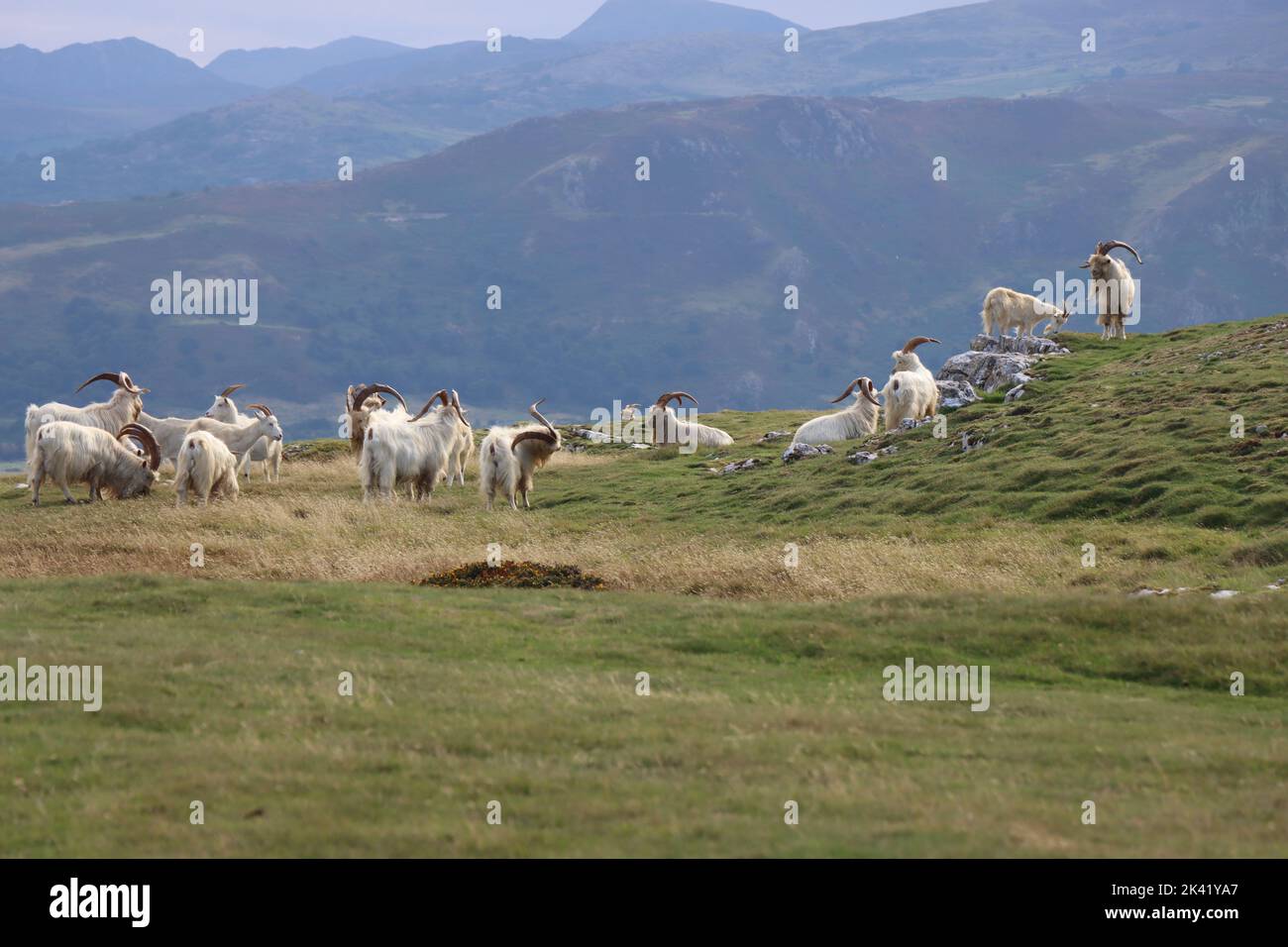 Mascot for the royal welsh fusiliers regiment hi-res stock photography ...