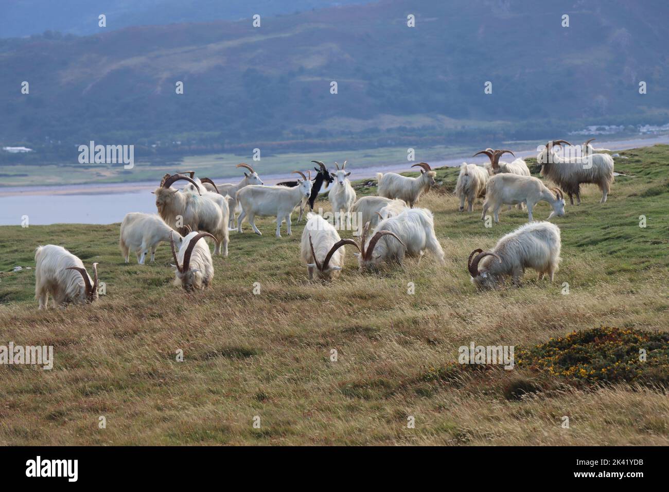 Kashmiri Goats on the Great Orme, near Llandudno, North Wales Stock ...
