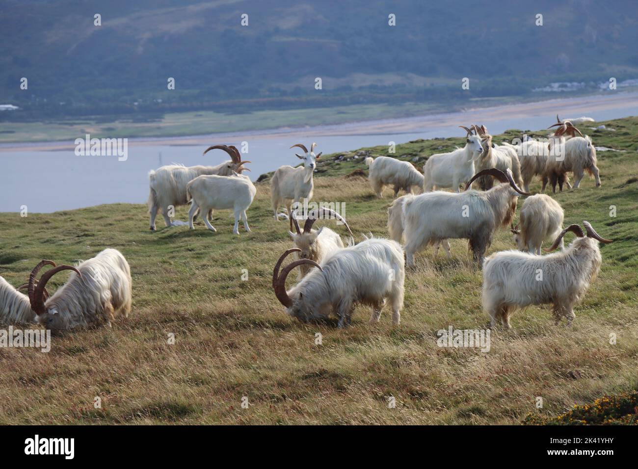 Kashmiri Goats on the Great Orme, near Llandudno, North Wales Stock ...