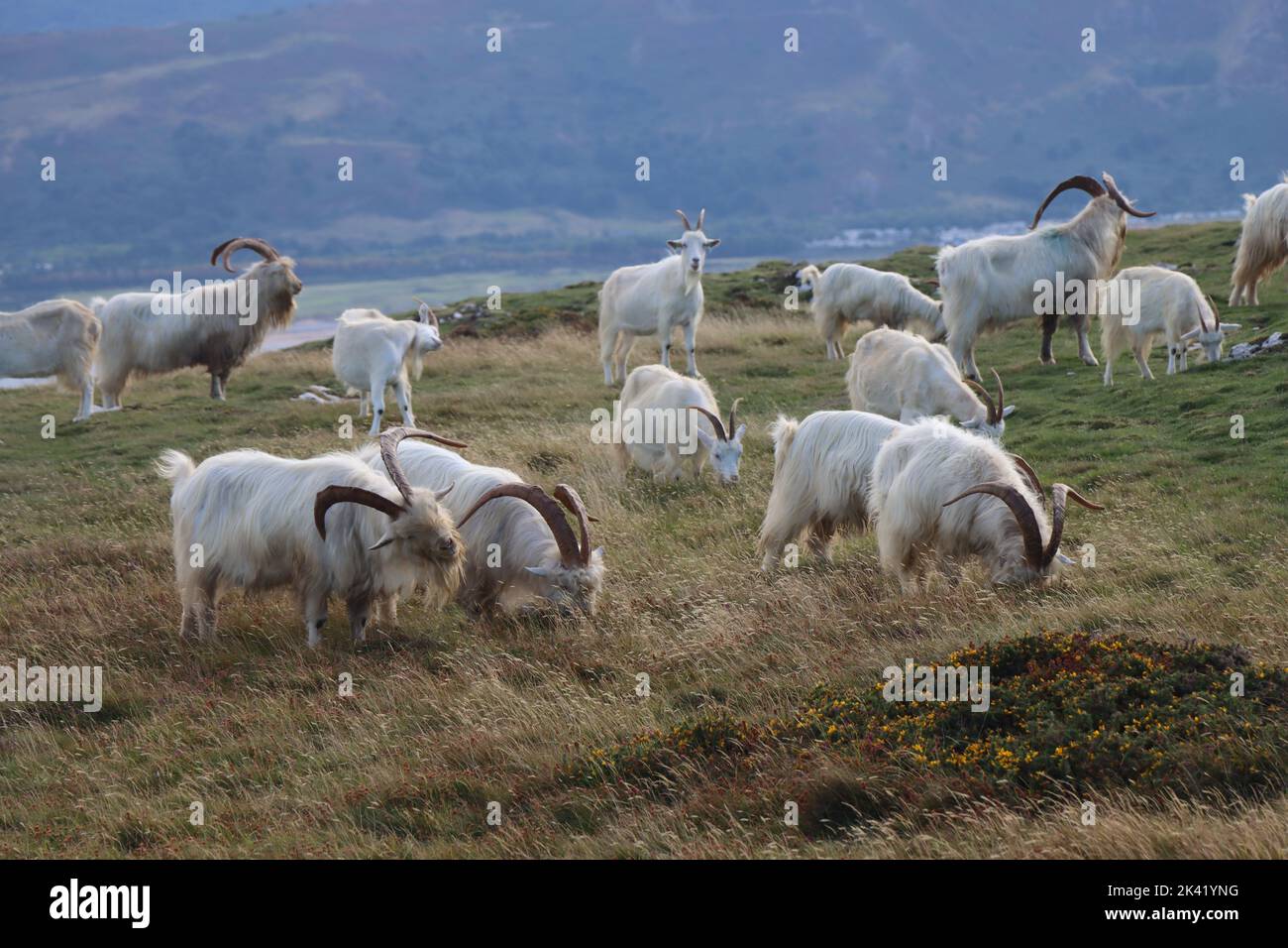 Kashmiri Goats on the Great Orme, near Llandudno, North Wales Stock ...