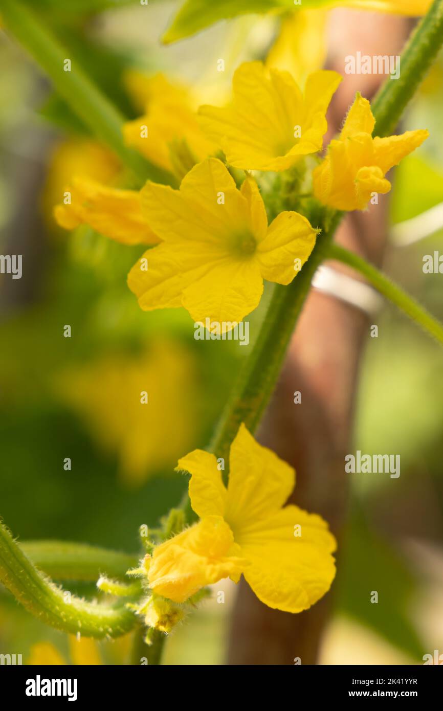 Cucumber flowers hi-res stock photography and images - Alamy