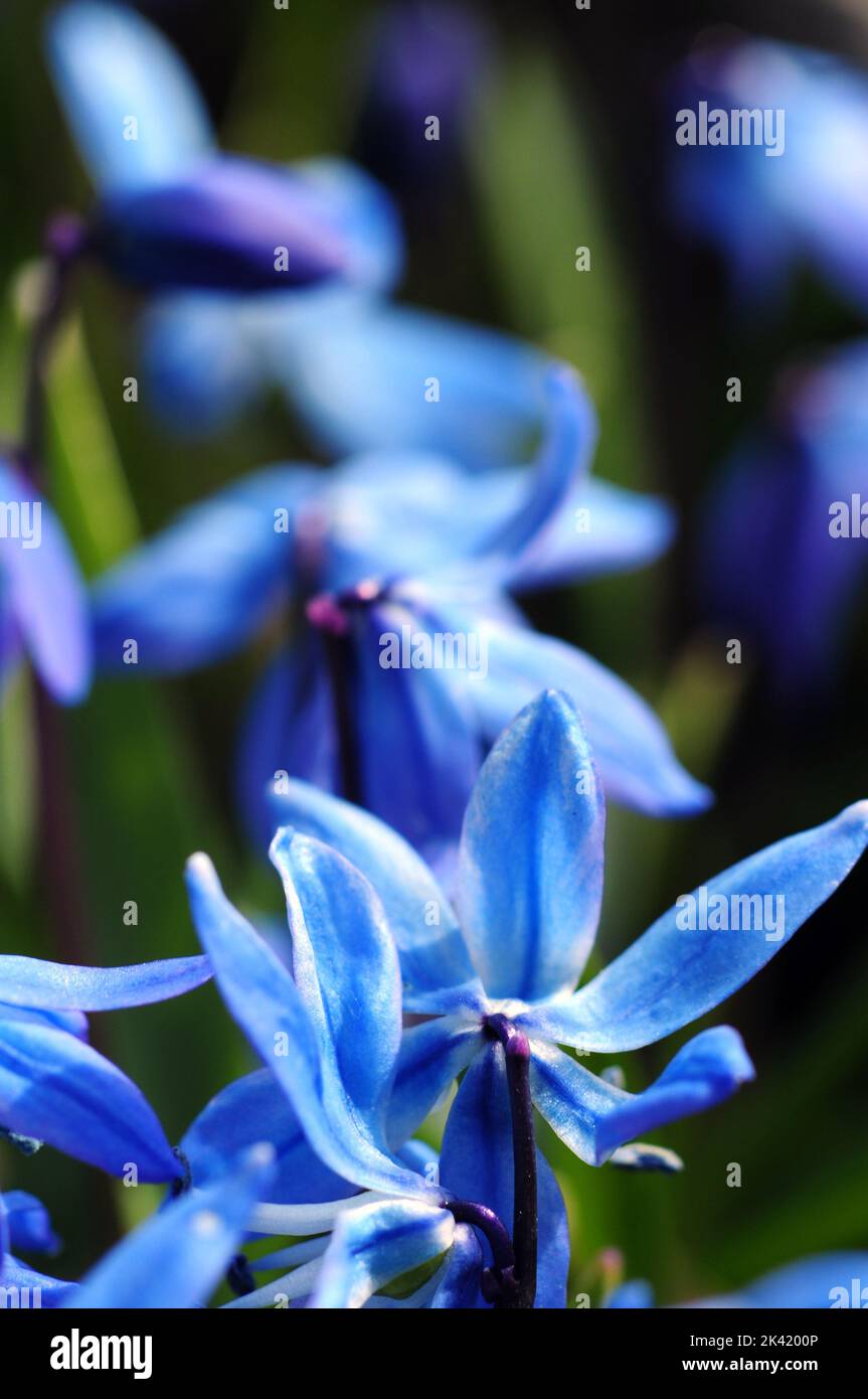 Blue flowers in the daylight - Stock Image Stock Photo - Alamy