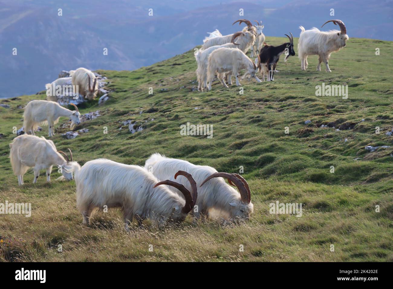 Kashmiri Goats on the Great Orme, near Llandudno, North Wales Stock ...