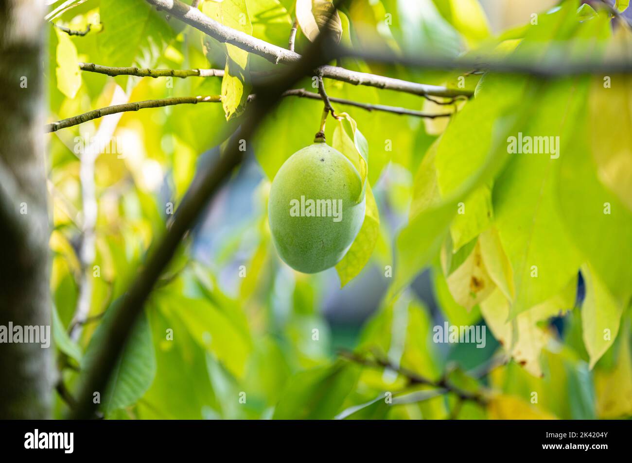 Ripening green asimina fruit growing on a paw paw tree lit by the ...