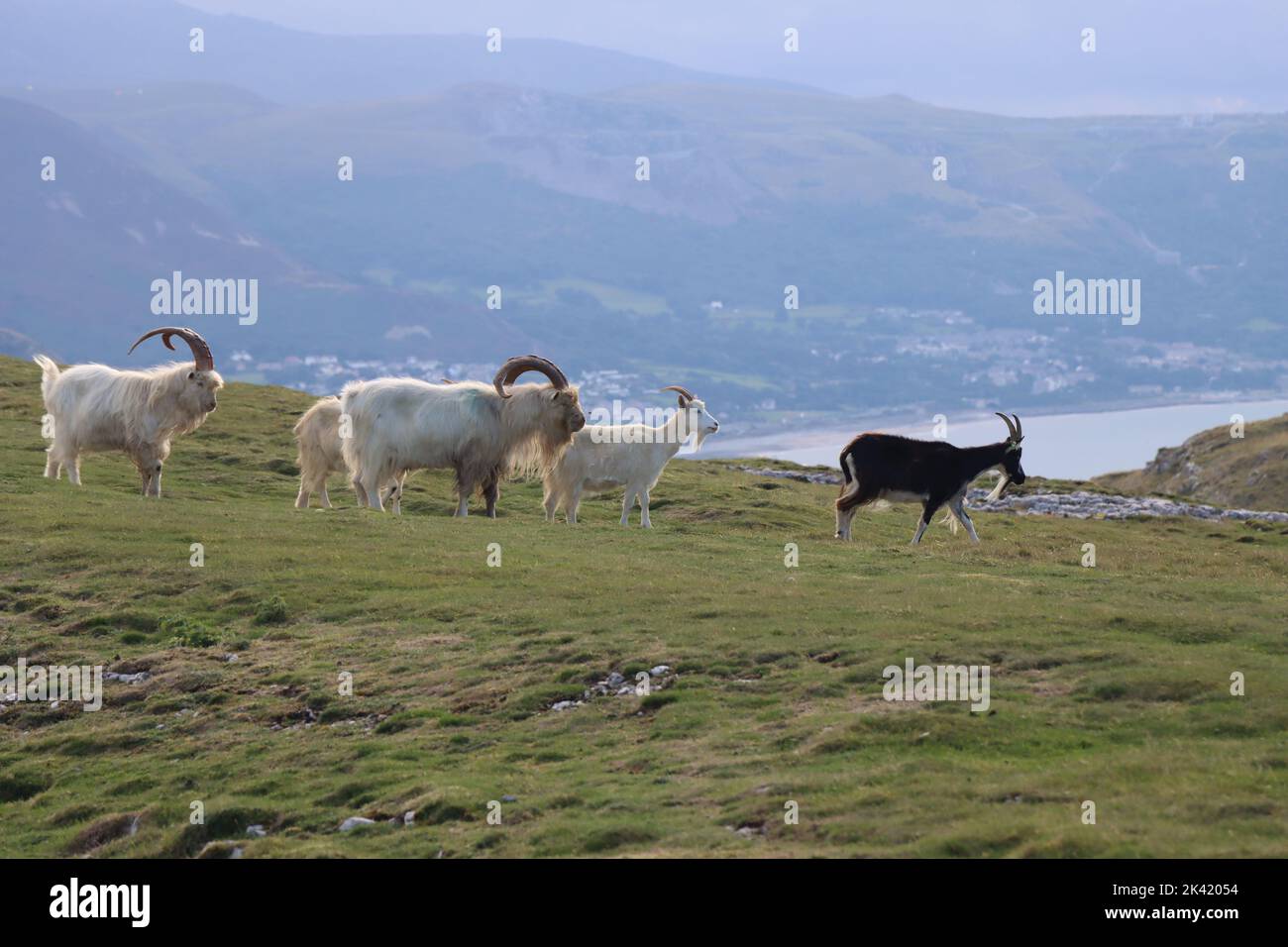 Kashmiri Goats on the Great Orme, near Llandudno, North Wales Stock ...