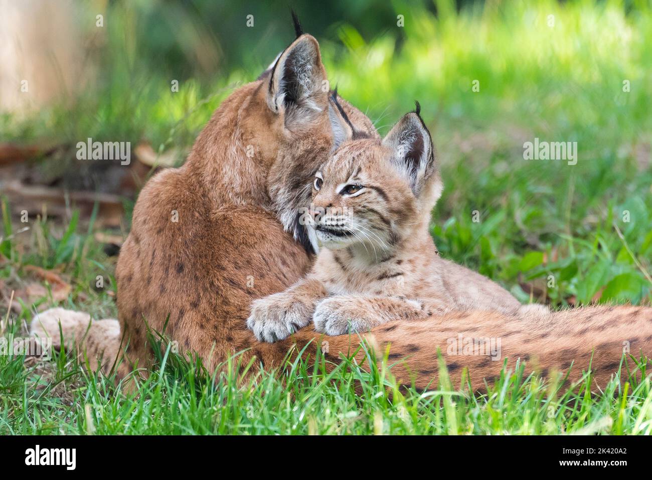 Lynx with kitten Stock Photo - Alamy