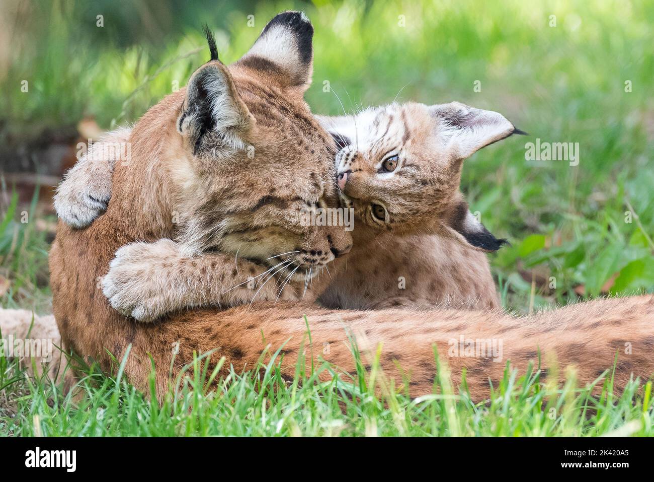 Lynx with kitten Stock Photo - Alamy