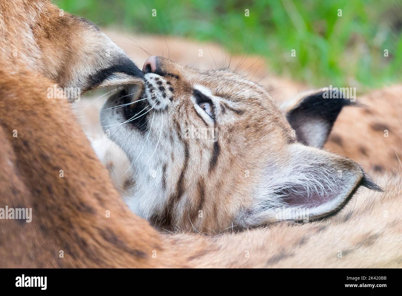 Mother and baby lynx hi-res stock photography and images - Alamy