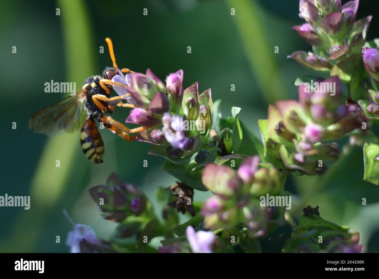 Bees collect pollen from flowers Stock Photo - Alamy