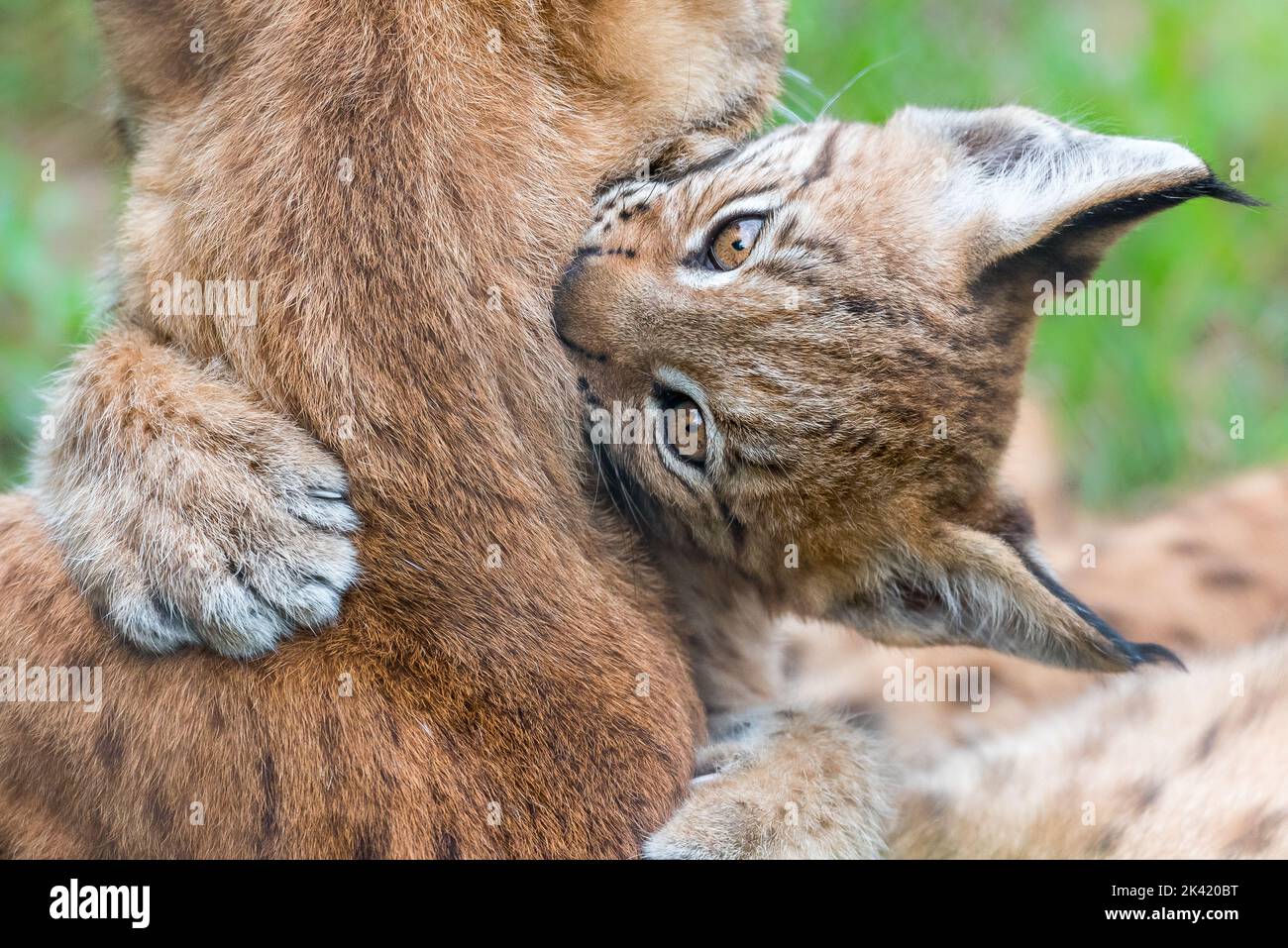 Lynx with kitten Stock Photo - Alamy