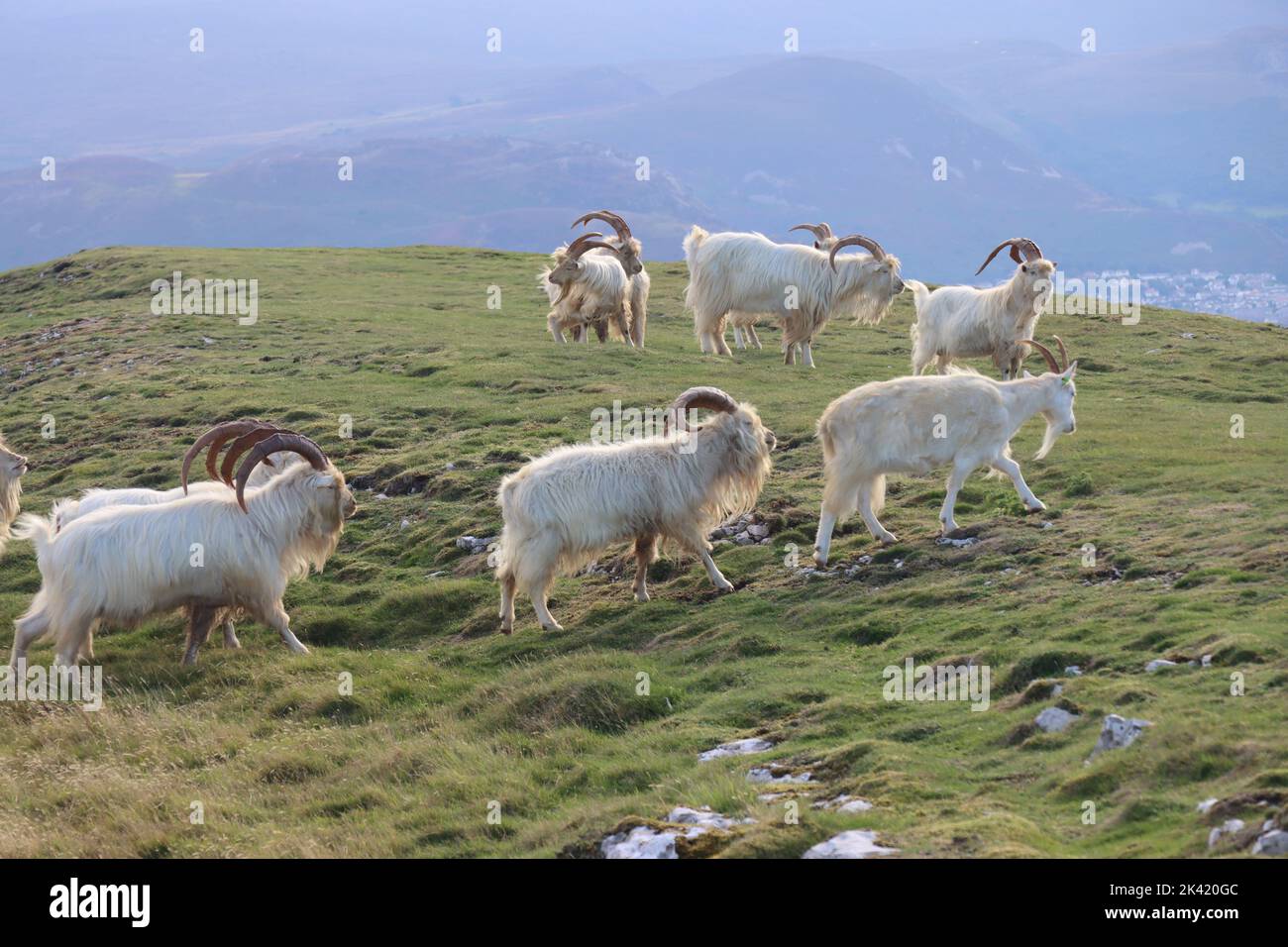 Kashmiri Goats on the Great Orme, near Llandudno, North Wales Stock ...