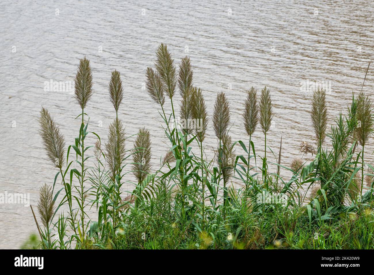 Lush reed poles along the river bank Stock Photo - Alamy