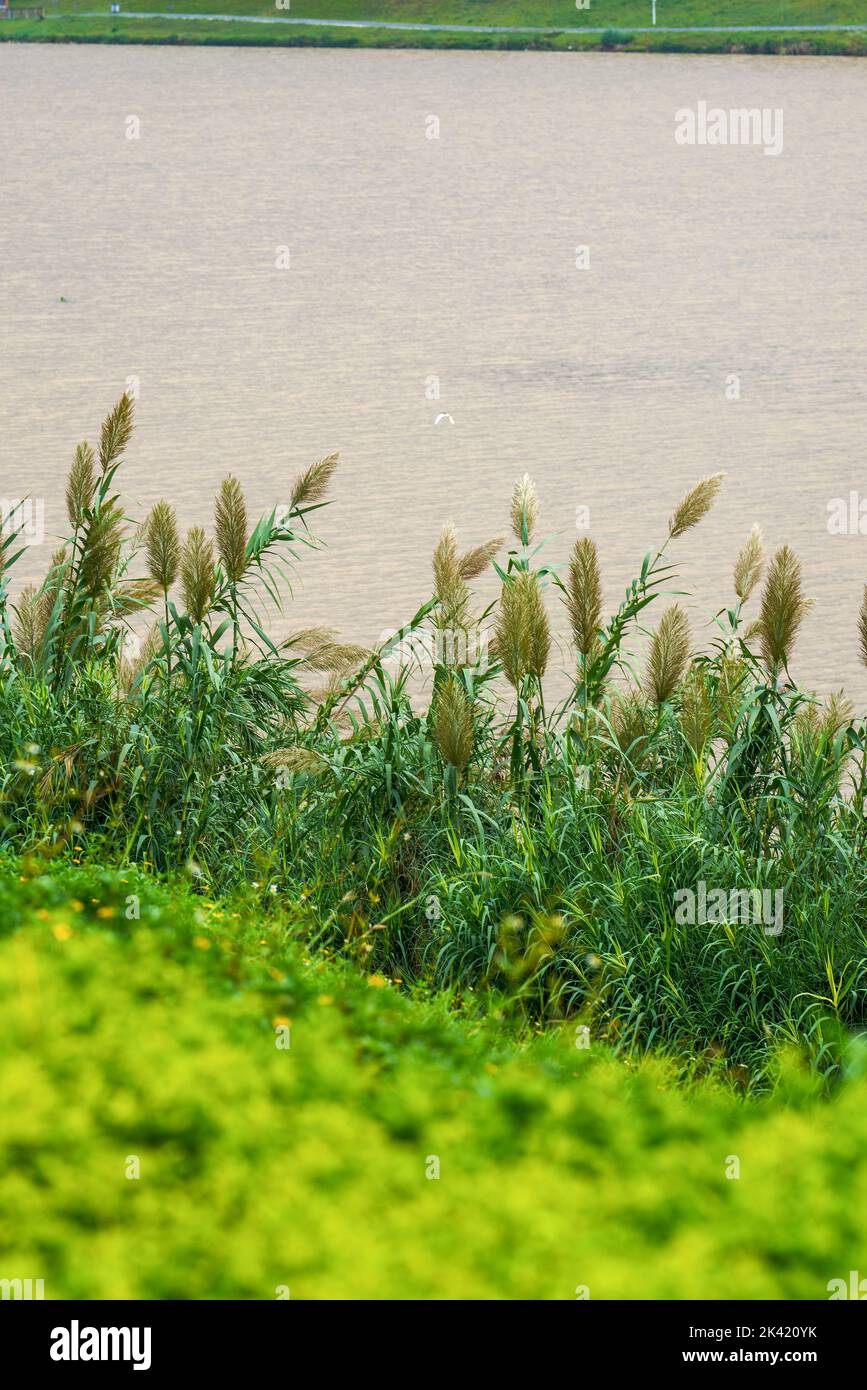 Lush reed poles along the river bank Stock Photo - Alamy