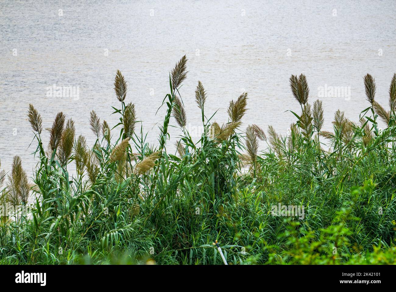 Reed pole hi-res stock photography and images - Alamy