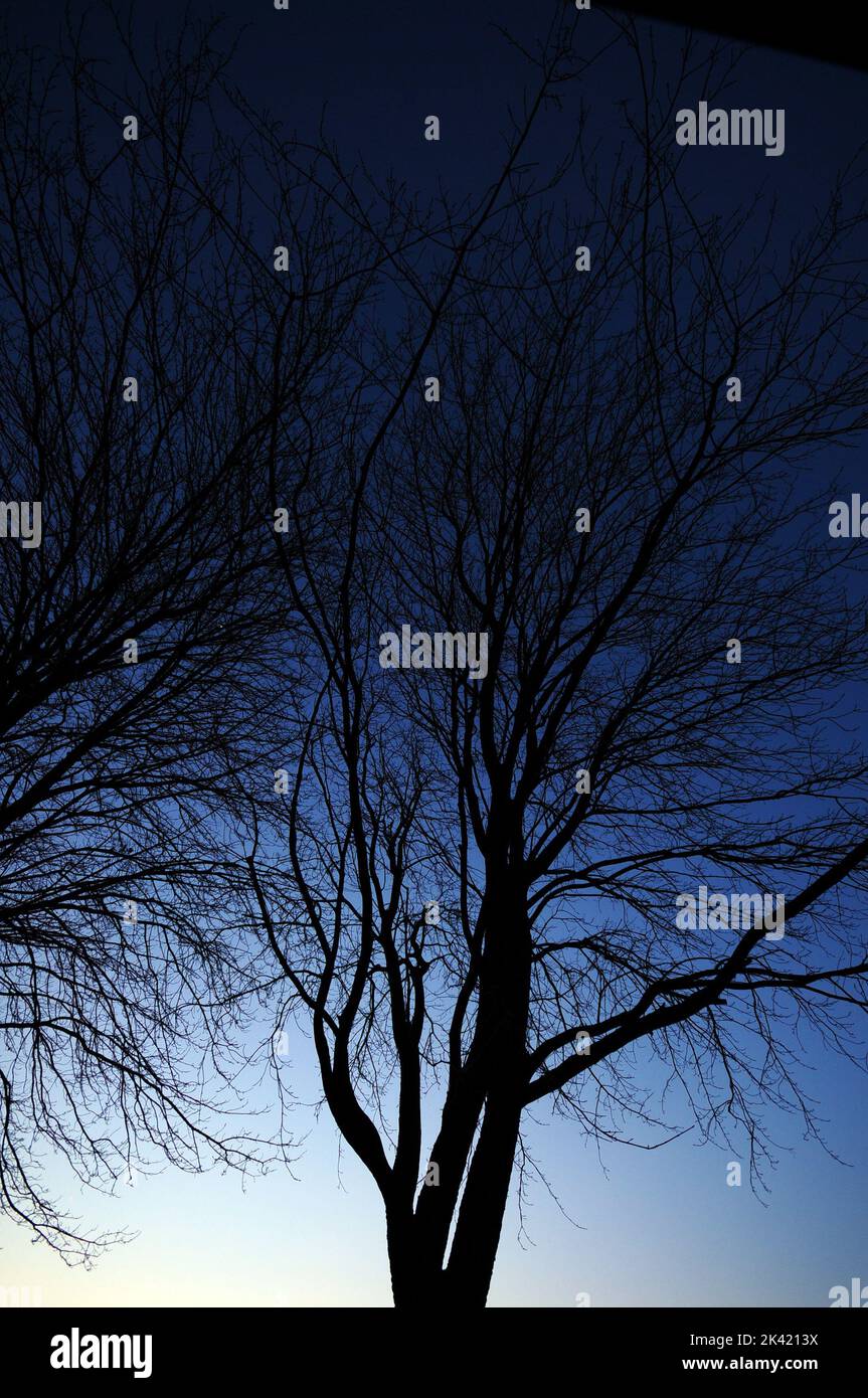 Night tree photo Stock Photo - Alamy