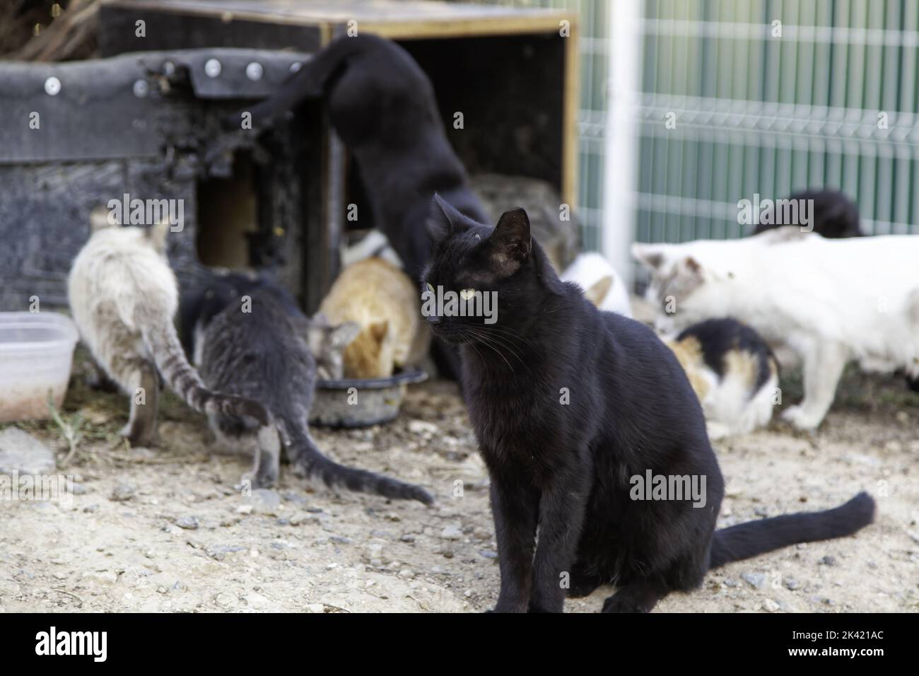 Feline colony in the street, abandoned wild animals, plague Stock Photo ...