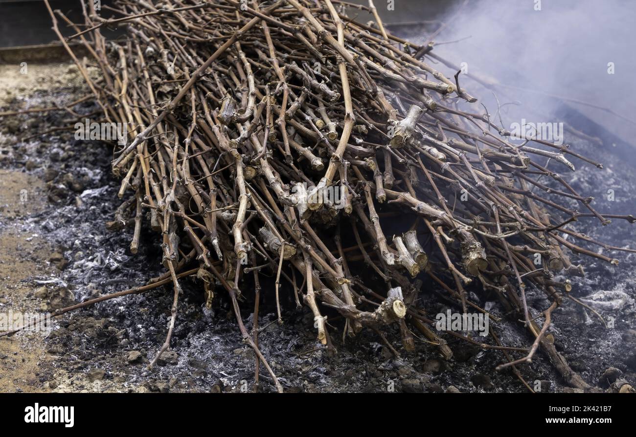 Detail of fire in some embers of vine shoot Stock Photo - Alamy