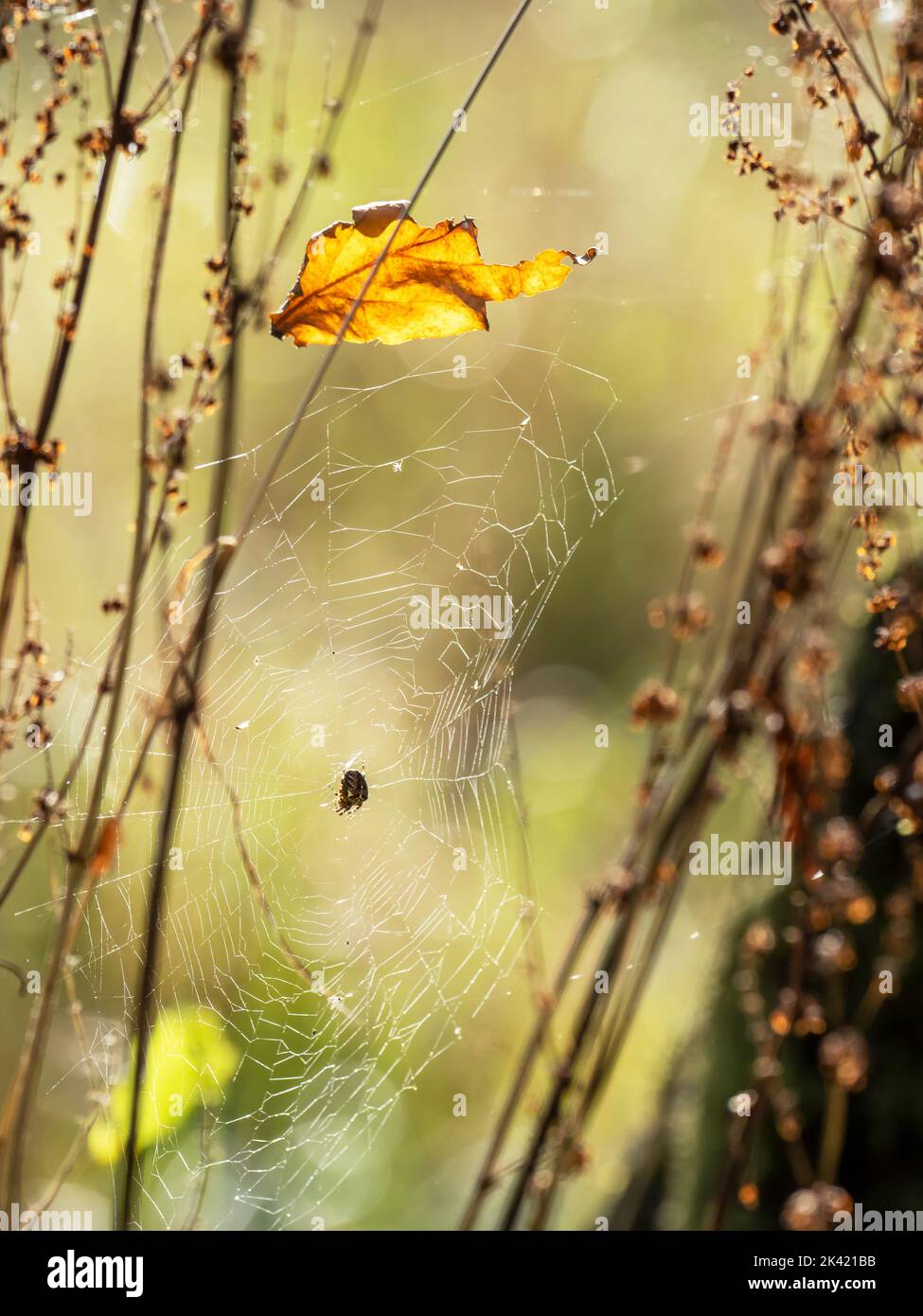 A backlit spiders web and spider in Ambleside, Lake District, UK with a ...