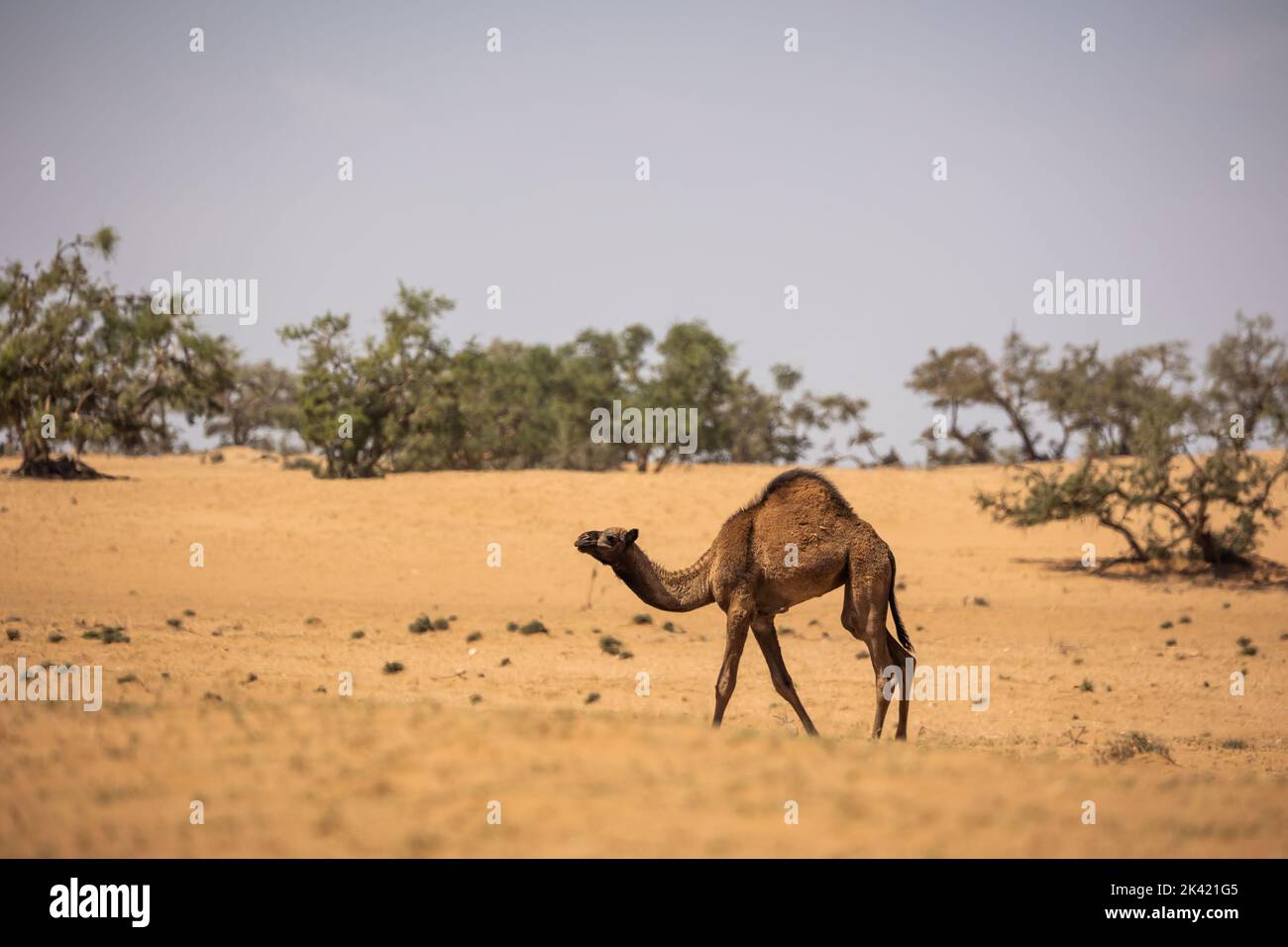 Biougra, Morocco - 29/09/2022, Dromadaire landscape illustration during ...