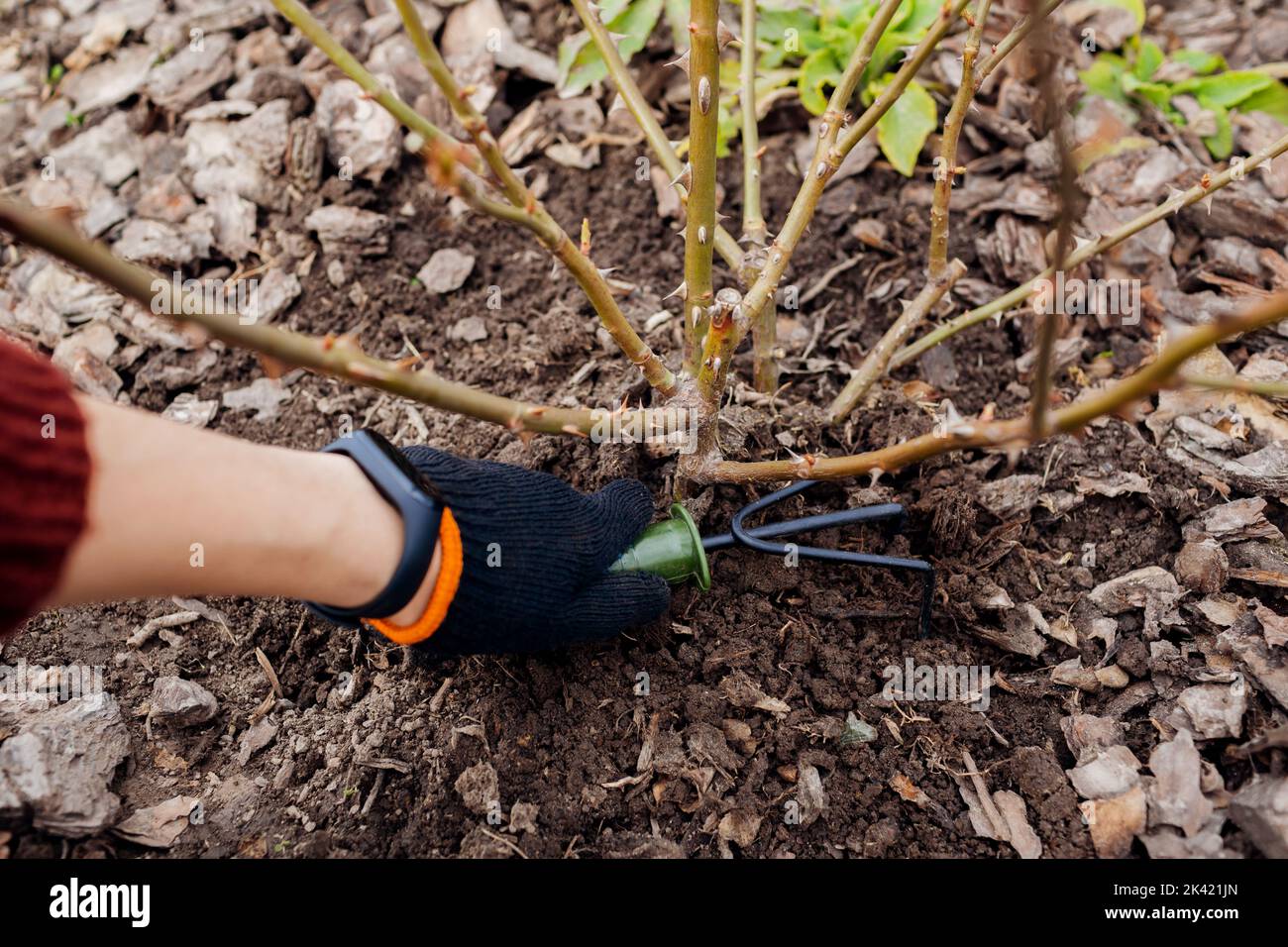Gardener loosening soil around rose bush in fall garden using hand fork ...