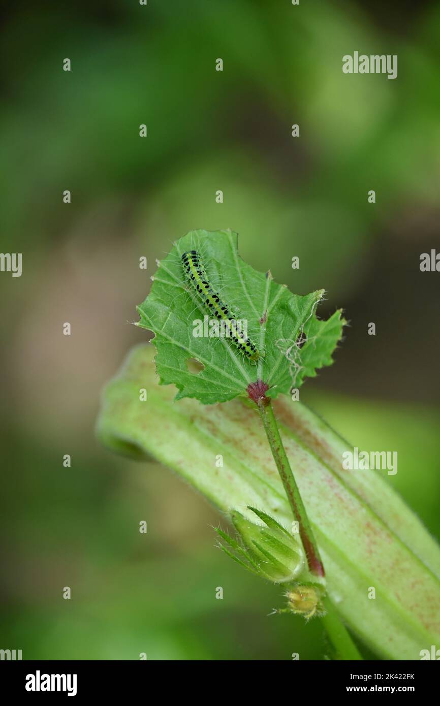closeup the green caterpillar insect hold and sitting on the ladyfinger ...