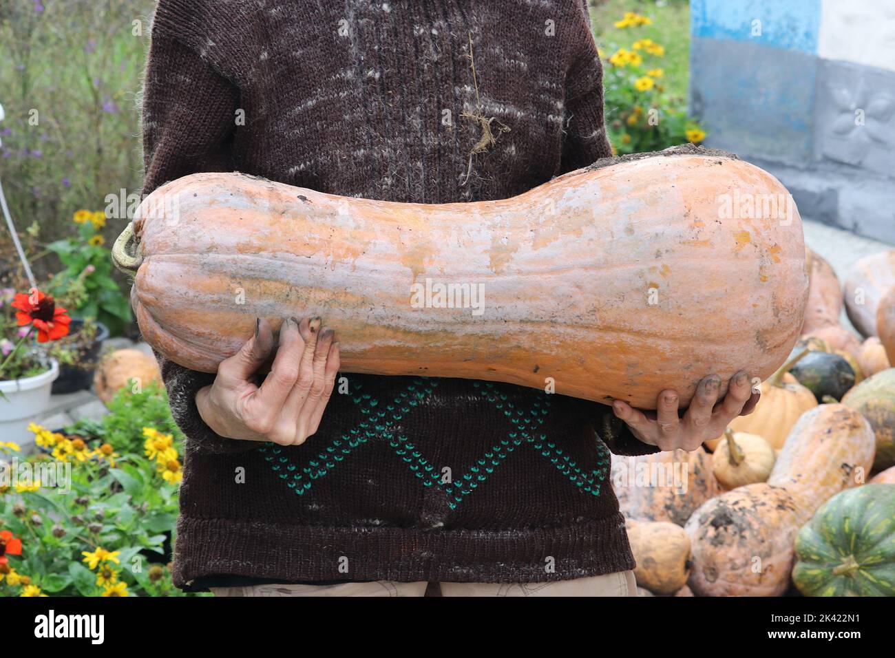 A woman farmer holds a huge Butternut Squash in her hands. Agriculture ...