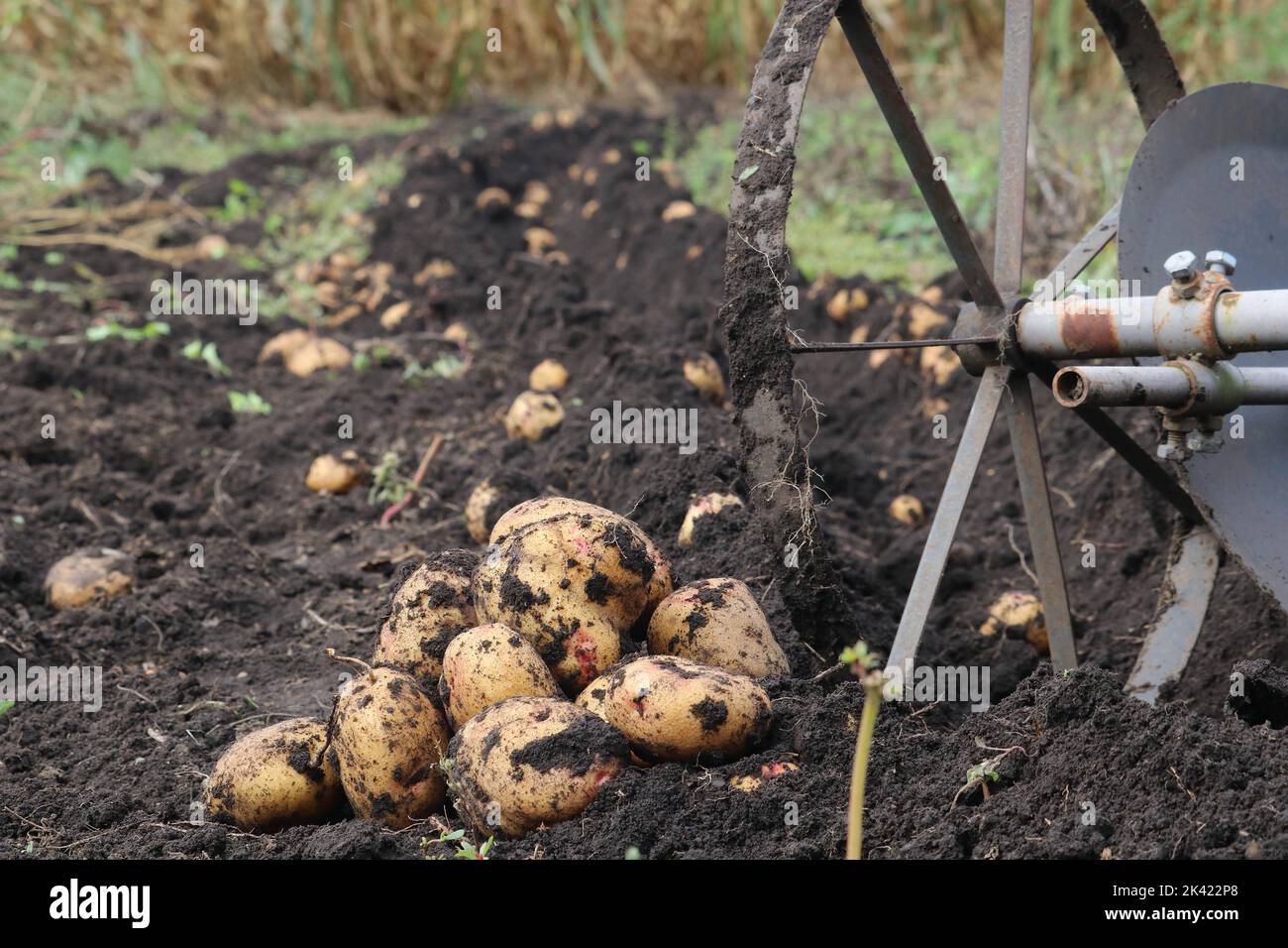 Harvesting potatoes using a hand plow. Manual plow for planting and ...