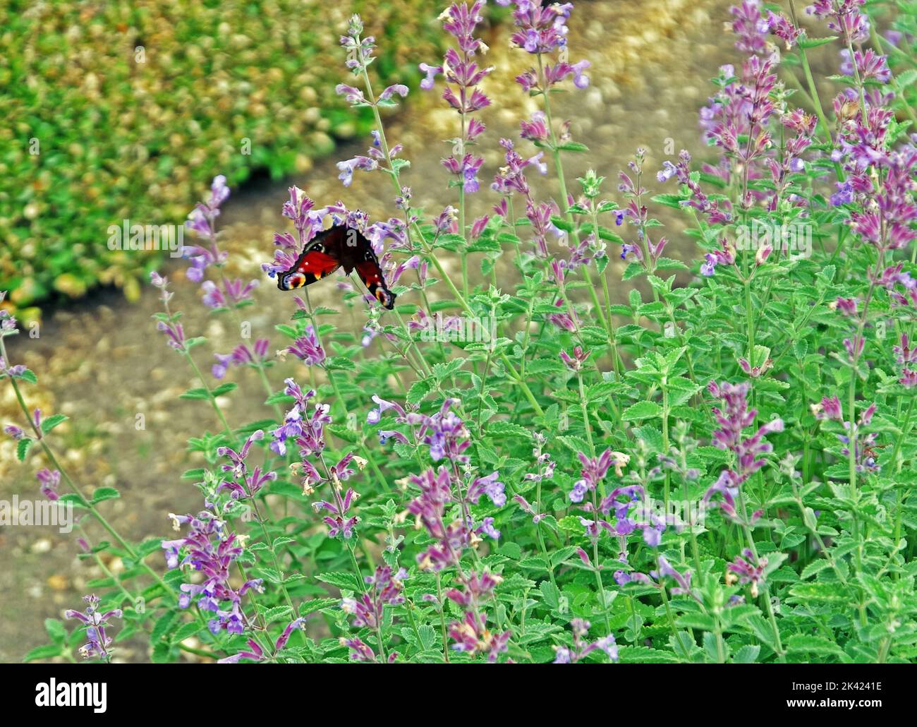 Butterfly in highlands hi-res stock photography and images - Alamy