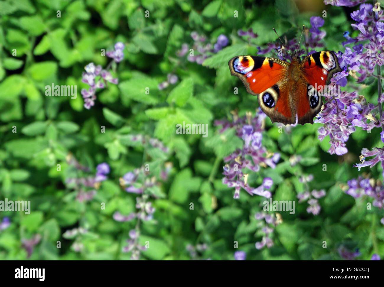 Butterfly in Scottish countryside, UK Stock Photo - Alamy