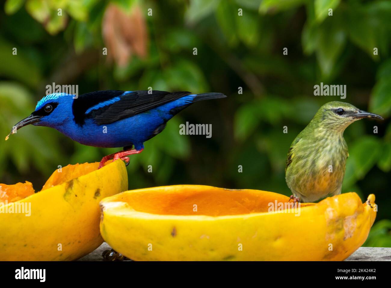 The red-legged honeycreeper (Cyanerpes cyaneus) is a small songbird ...