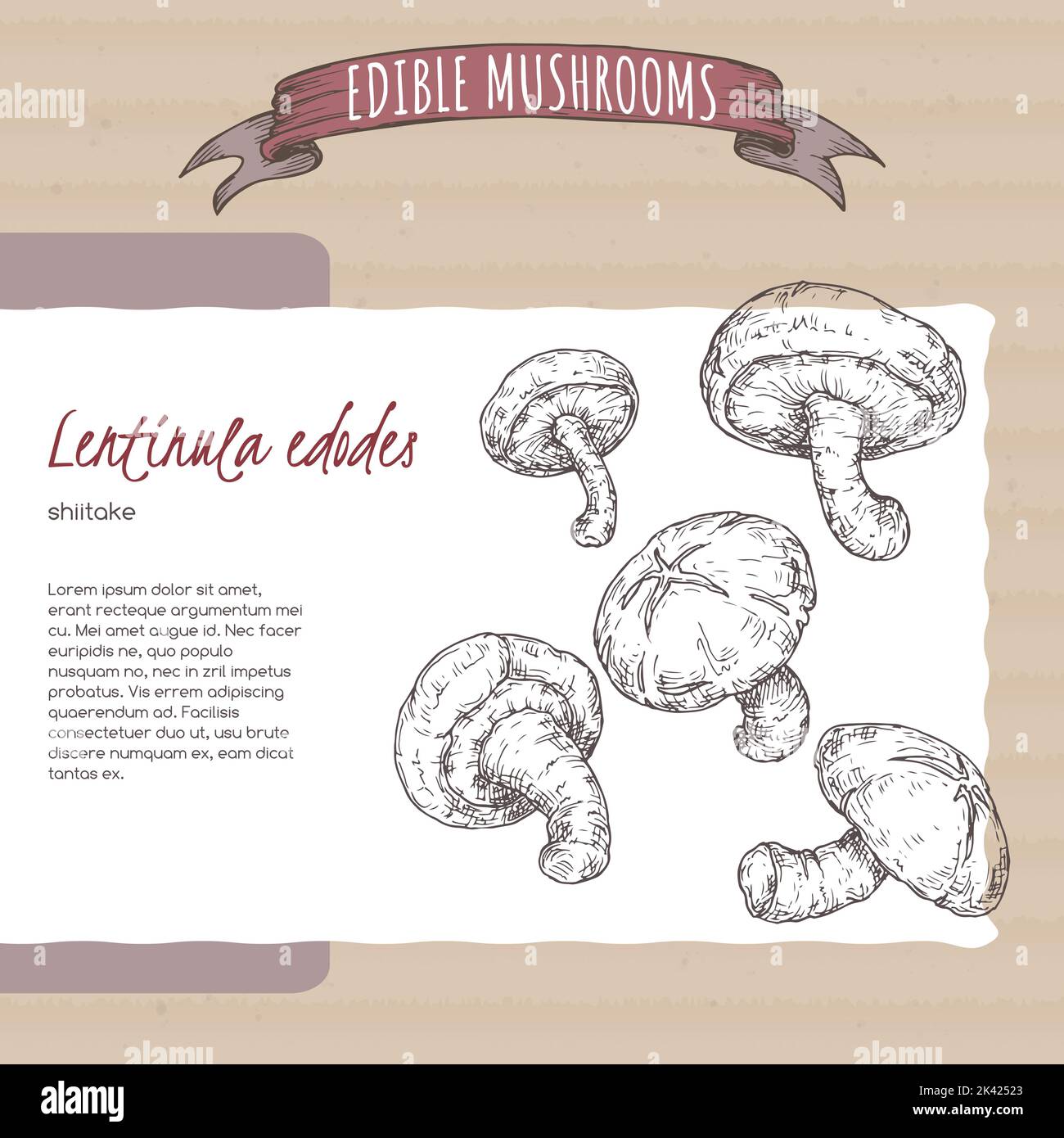 Lentinula edodes aka shiitake sketch on cardboard background. Edible ...